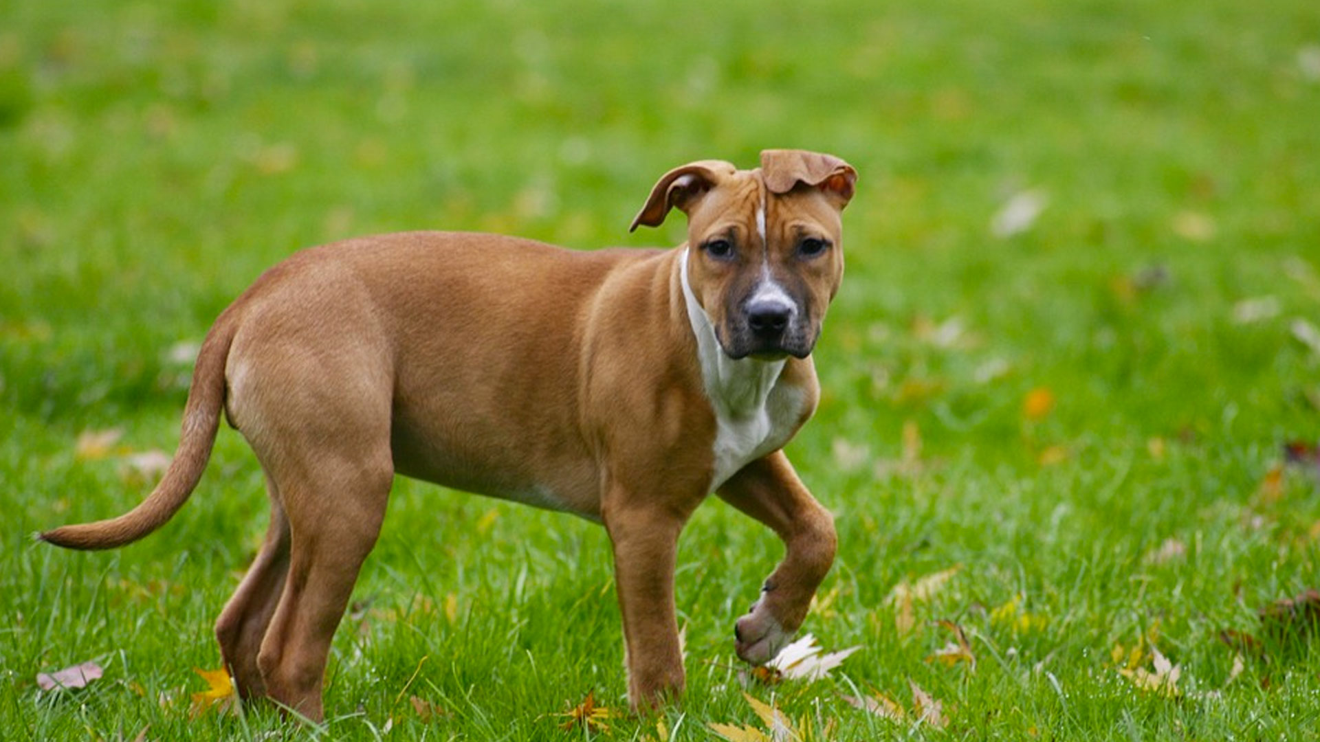 Il cane suda? Tutto quello che devi sapere - Natural Line
